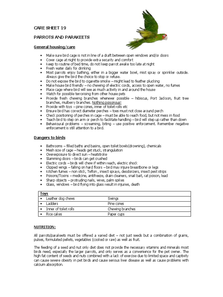 Care Sheet Parrots and Parakeets | PDF | Parrot | Cooking