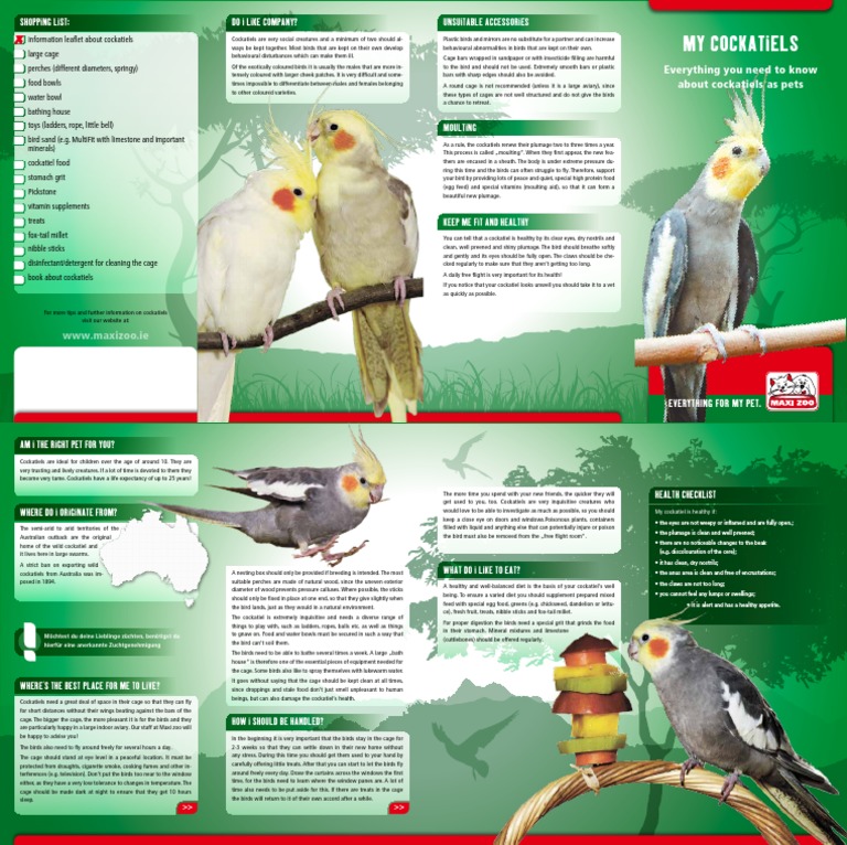 Cockatiel Care Guide for Pet Owners | PDF | Birds | Tetrapods