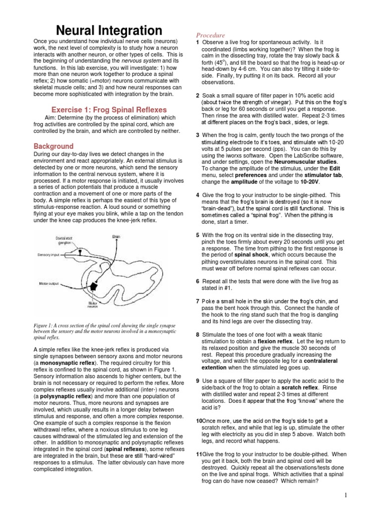 BIO 361 Neural Integration Lab | PDF | Chemical Synapse | Neuromuscular ...