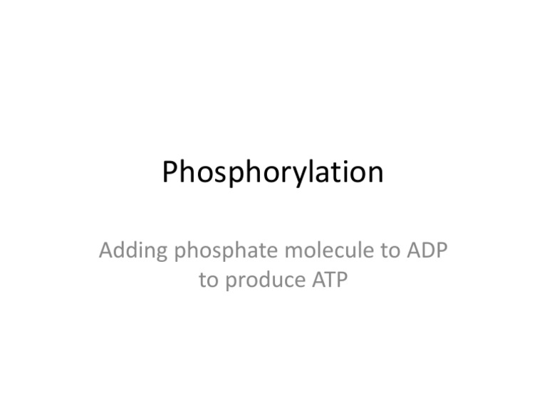 Phosphorylation: ADP to ATP Process | PDF