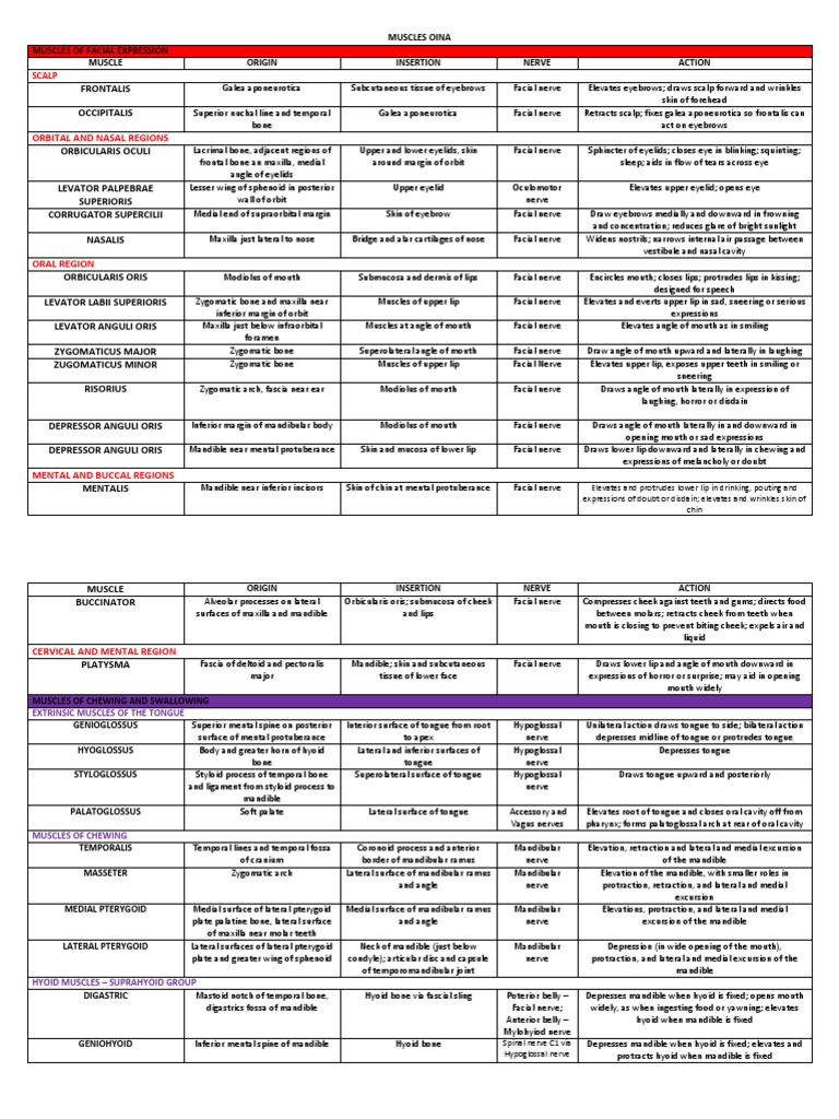 Muscles Oina | PDF | Human Head And Neck | Primate Anatomy