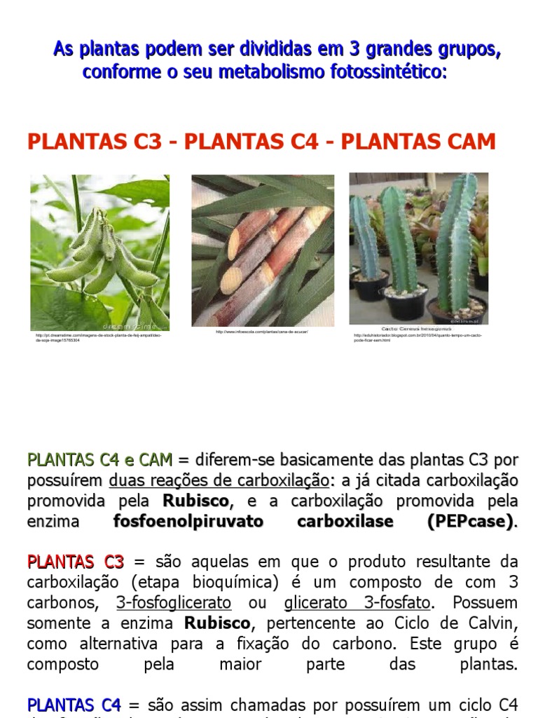 AULA 10 Plantas C3 C4 Cam PDF | PDF