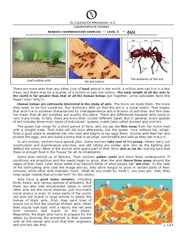Ants Exercise PDF | PDF | Ant | Nest