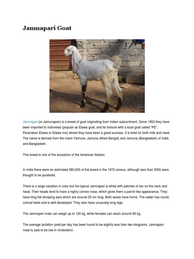 Jamnapari Goat | PDF | Animals And Humans | Livestock
