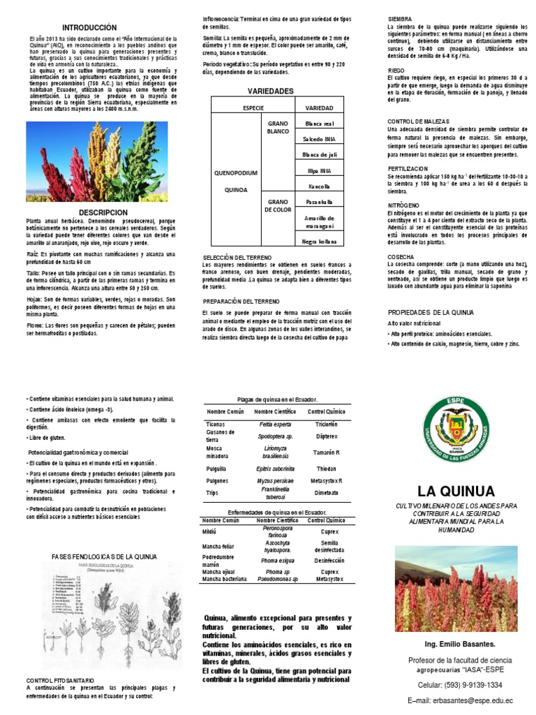 Triptico de Quinua | PDF | Quinua | Siembra