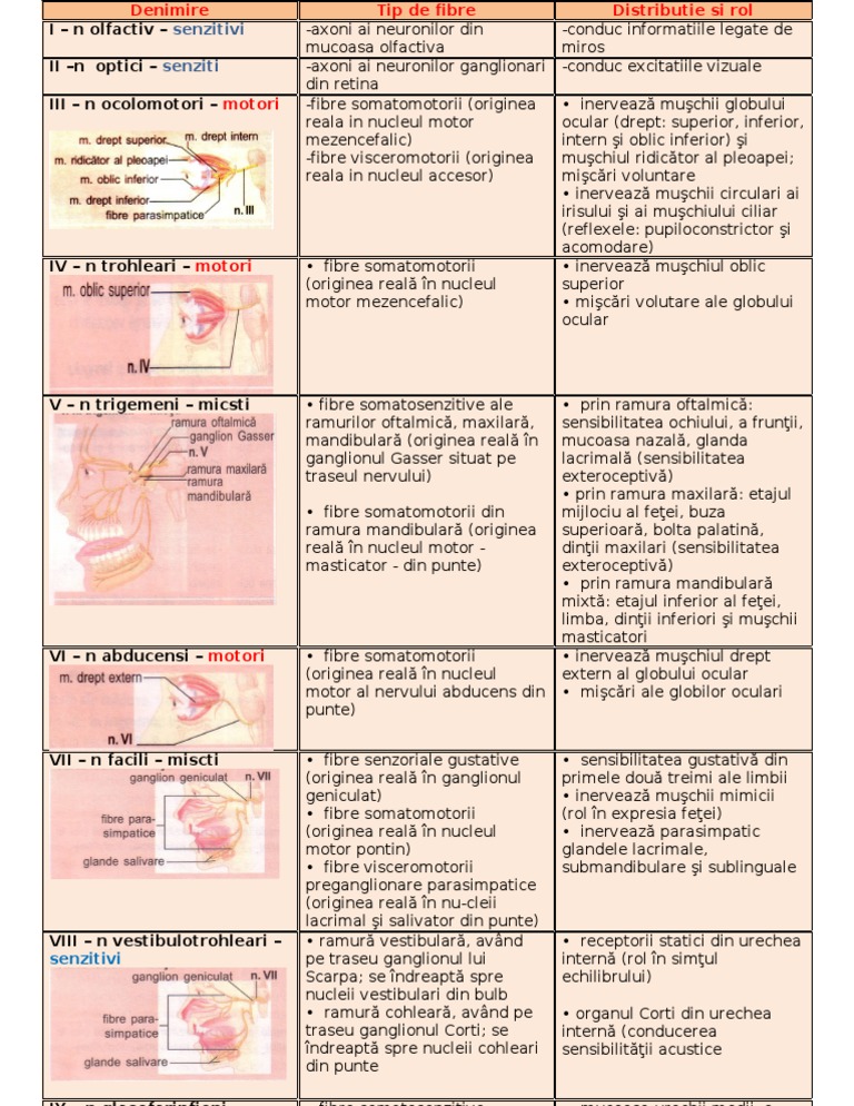 Nervii Cranieni | PDF
