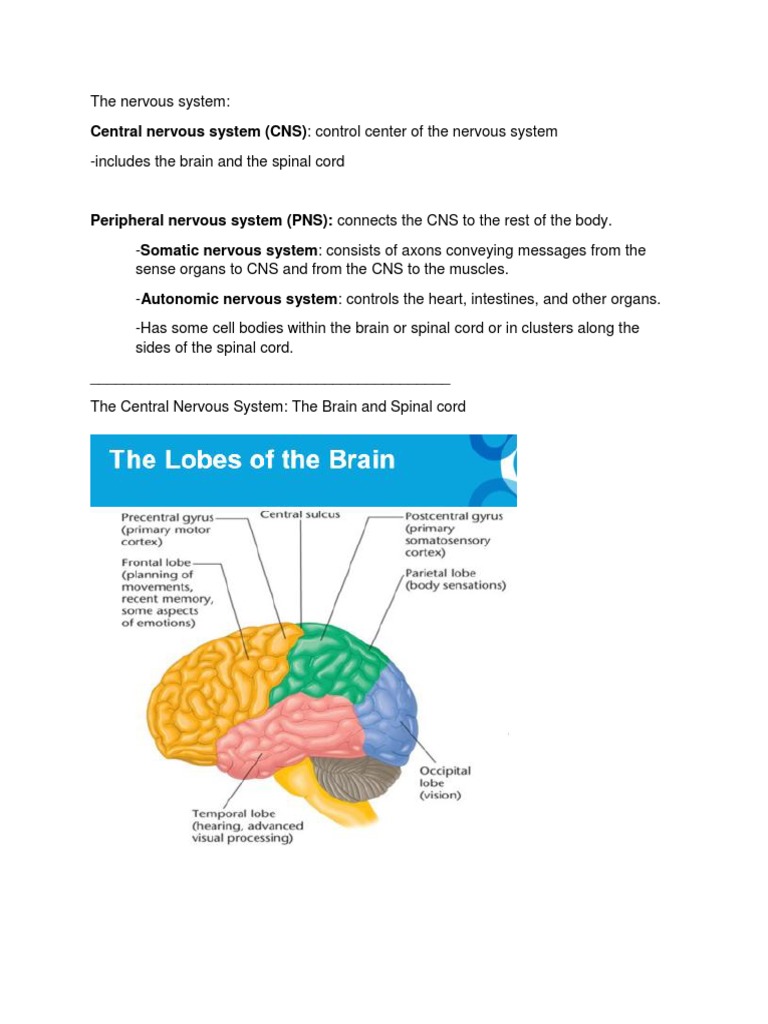 The Nervous System, Notes | PDF | Nervous System | Central Nervous System