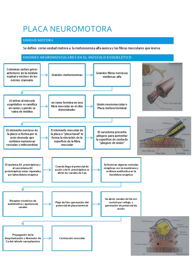 Placa Neuromotora y Contracción Muscular | PDF
