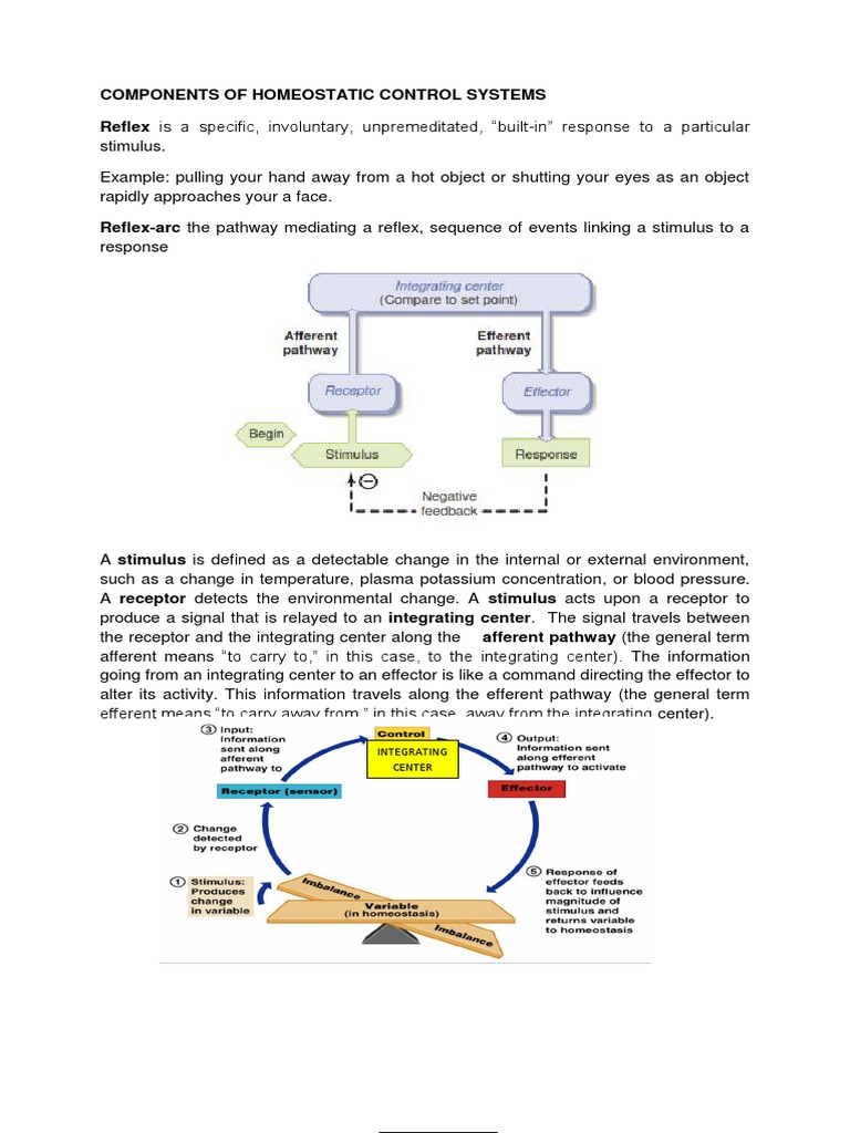 COMPONENTS OF HOMEOSTATIC CONTROL SYSTEMS.docx | Stimulus (Physiology ...