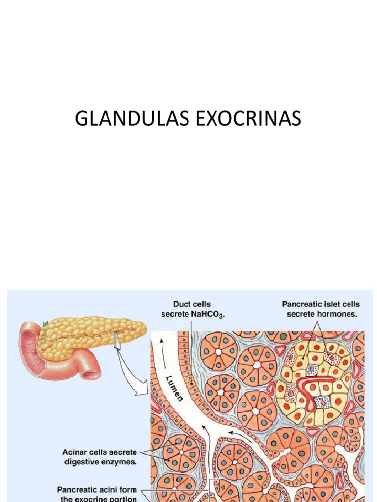 Glandulas Exocrinas | PDF