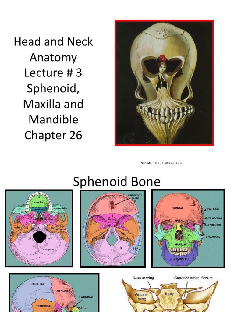 Head and Neck Anatomy: Sphenoid, Maxilla, Mandible | PDF | Animal ...