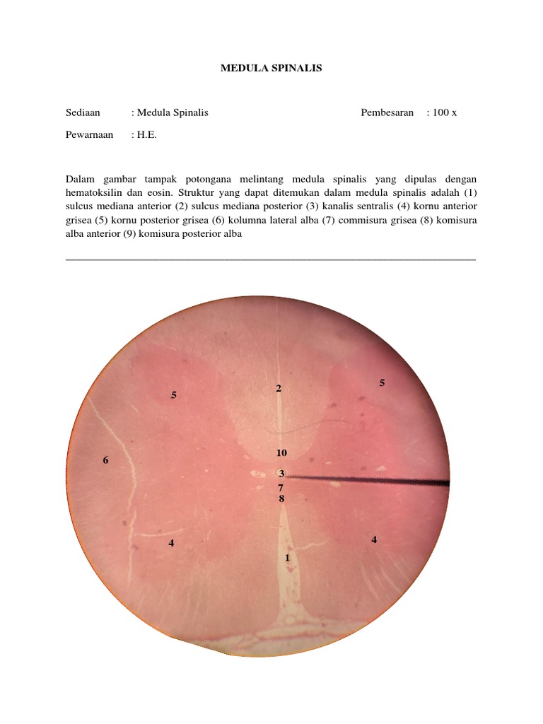 Medulla Spinalis