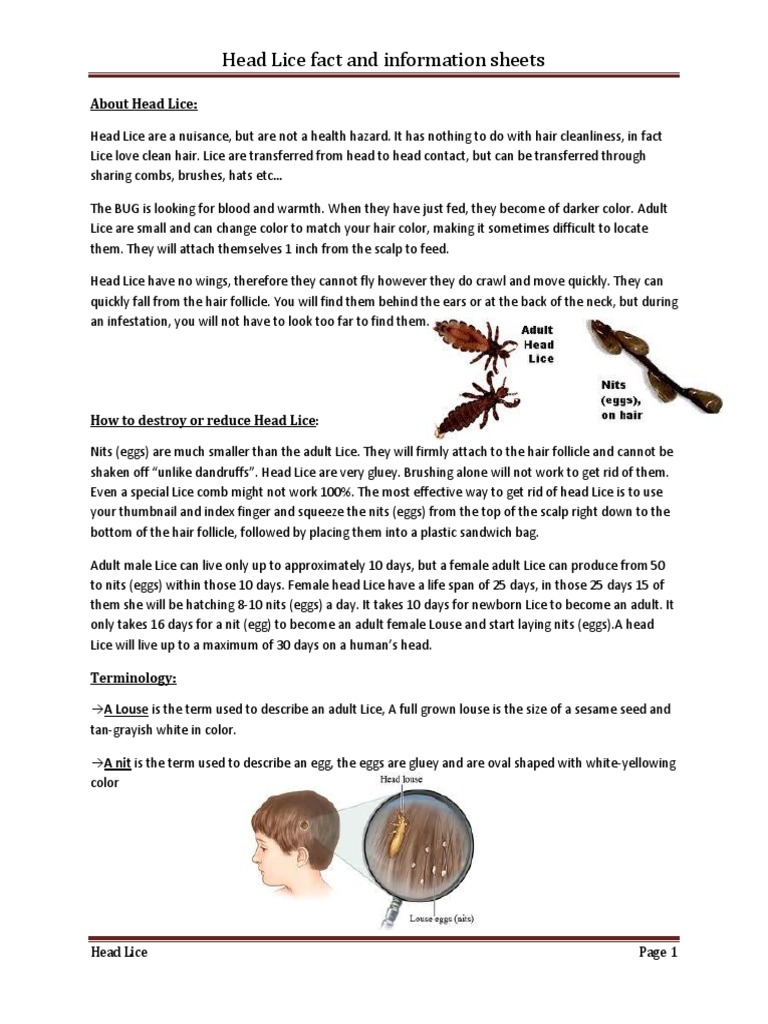 Head Lice FYI | PDF | Wellness | Medical