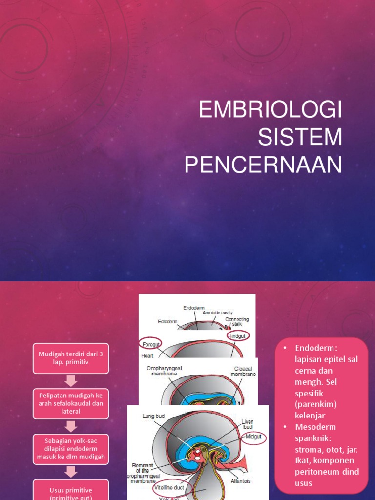 Embriologi Sistem Pencernaan | PDF