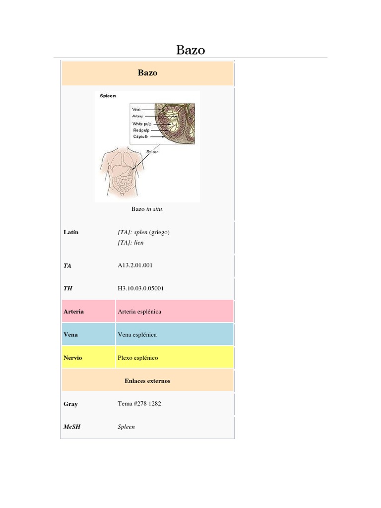 Bazo | PDF | Bazo | Anatomia animal