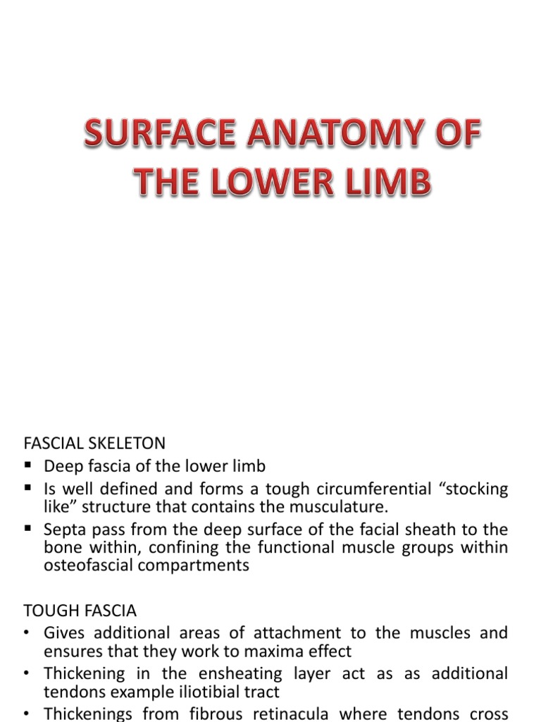 Surface Anatomy of The Lower Limb Powerpoint | PDF | Human Leg | Foot