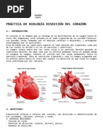 Reflejos Bainbridge 1 | PDF | Corazón | Nervio vago