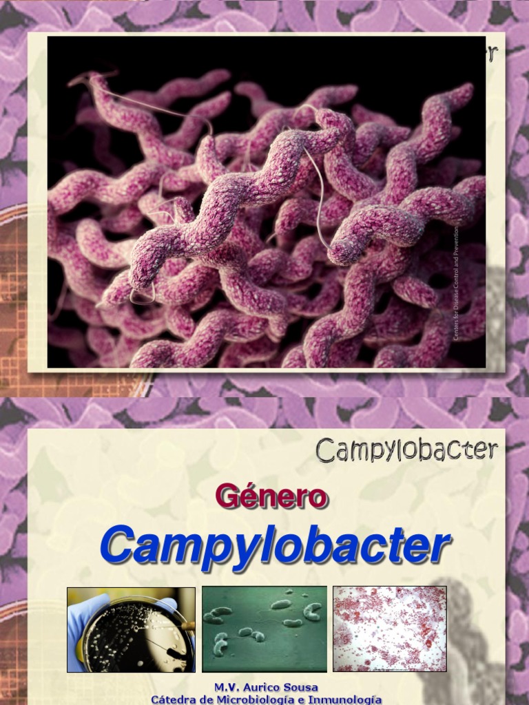 Campylobacter 2014.ppt | Diarrea | Escherichia coli