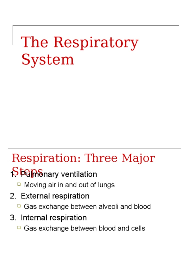 Respiratory System Anaphy Lab | Respiratory Tract | Lung
