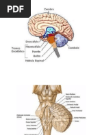 Síndromes Alternos del Tallo Cerebral | PDF | Sistema nervioso central ...