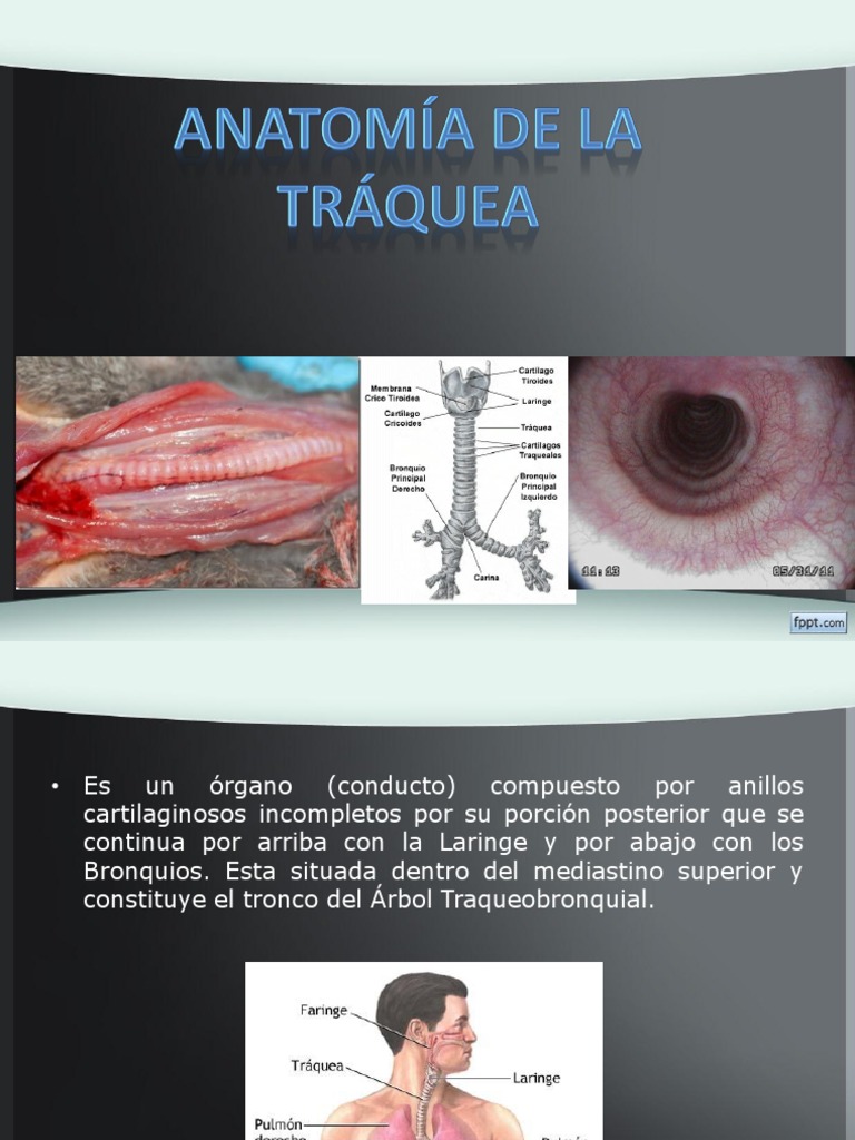 Anatomía y Función de la Tráquea | PDF | Pulmón | Sistema respiratorio