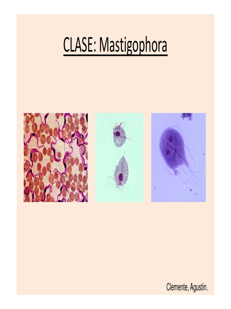 CLASE MASTIGOPHORA (Modo de Compatibilidad) | PDF | Biología ...