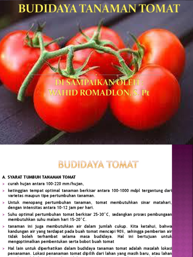 Panduan Budidaya Tomat | PDF