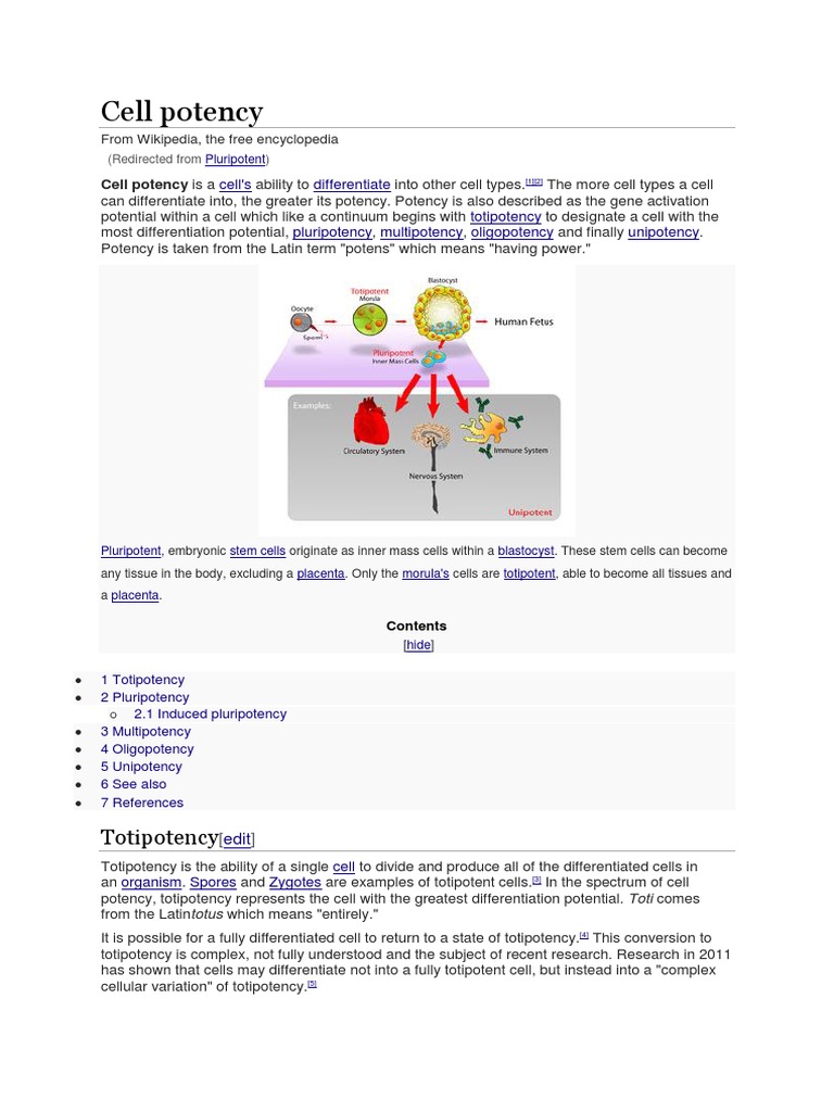 Cell Potency: Totipotency | PDF | Cell Potency | Cells