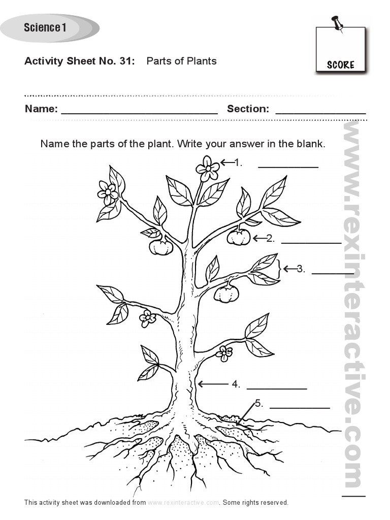Plant Parts Activity Sheet | PDF