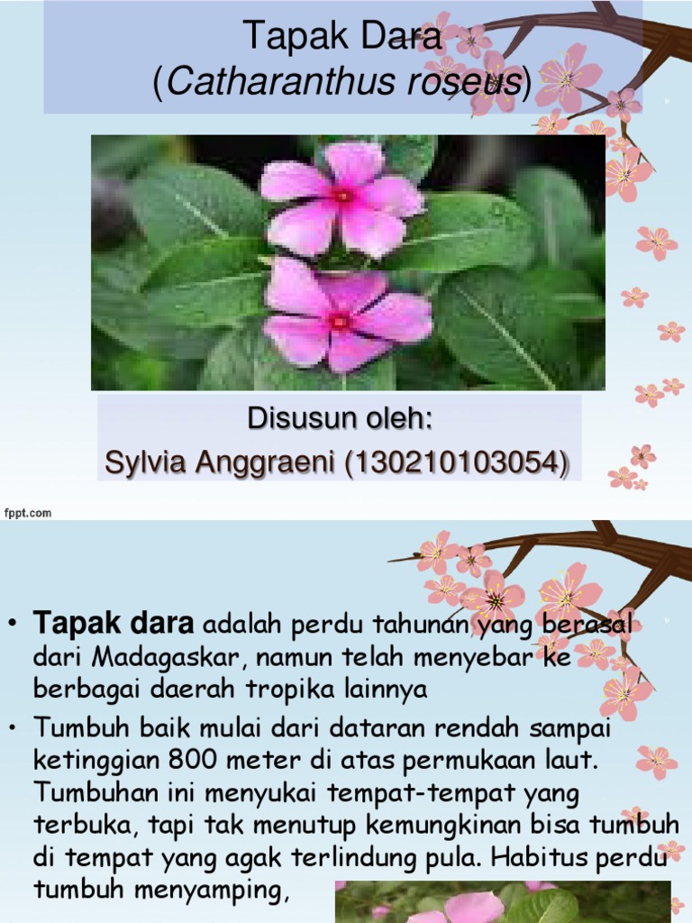 Bunga Tapak Dara | PDF