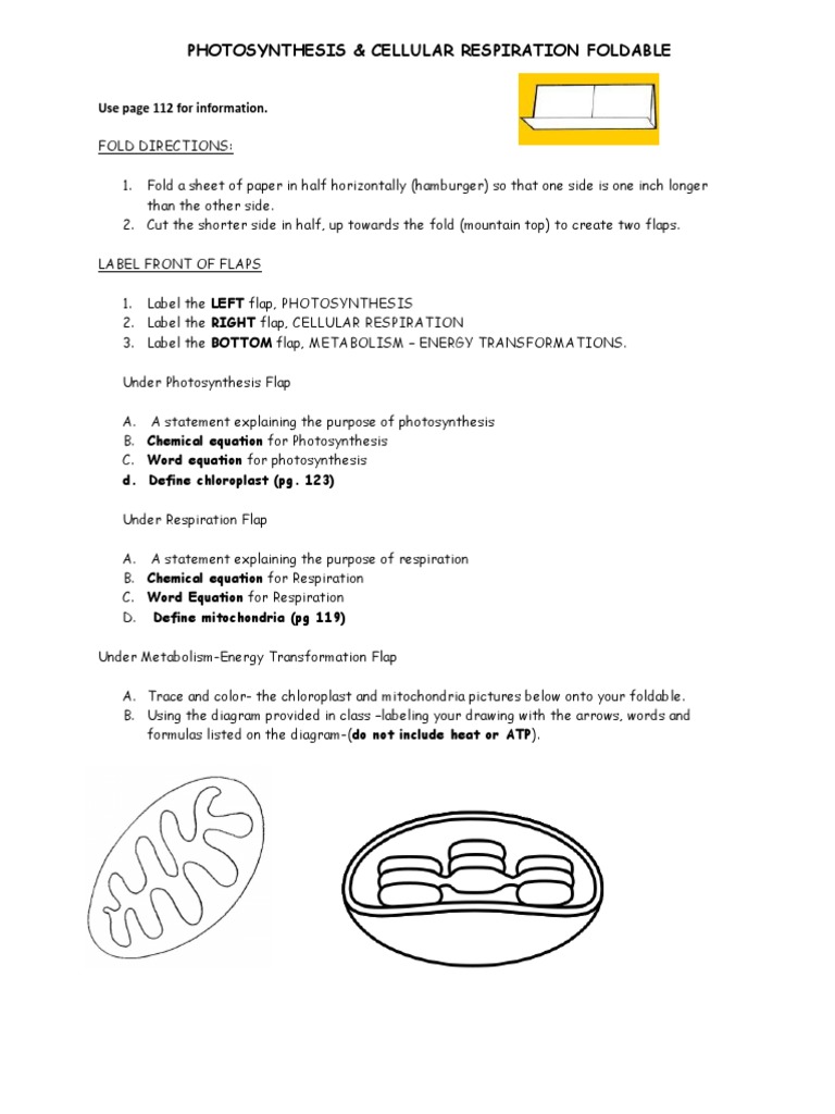 Foldable Photo Cellular Respiration | PDF