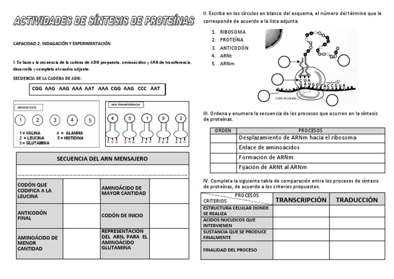 Hoja De Trabajo Con Respuestas Sobre Proteínas De Adn Y Arn
