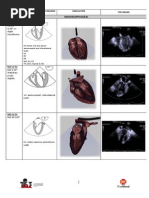 ASE Guidelines for Chamber Quantification | PDF | Ventricle (Heart ...