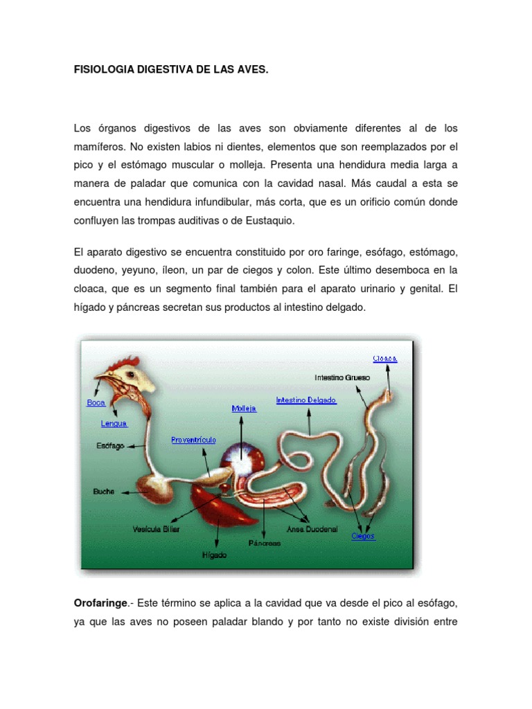 Fisiologia Digestiva de Las Aves | PDF | Estómago | Sistema digestivo humano