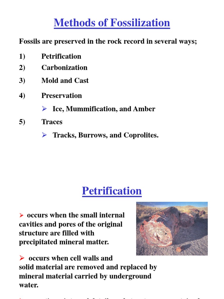 Methods of Fossilization | PDF | Sedimentary Rock | Fossil