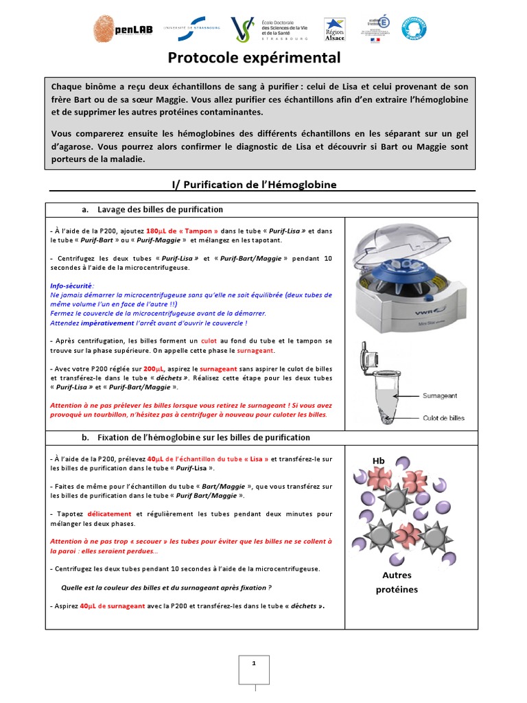 Protocole expérimental - Protéines et génétique | Cell Biology | Proteins
