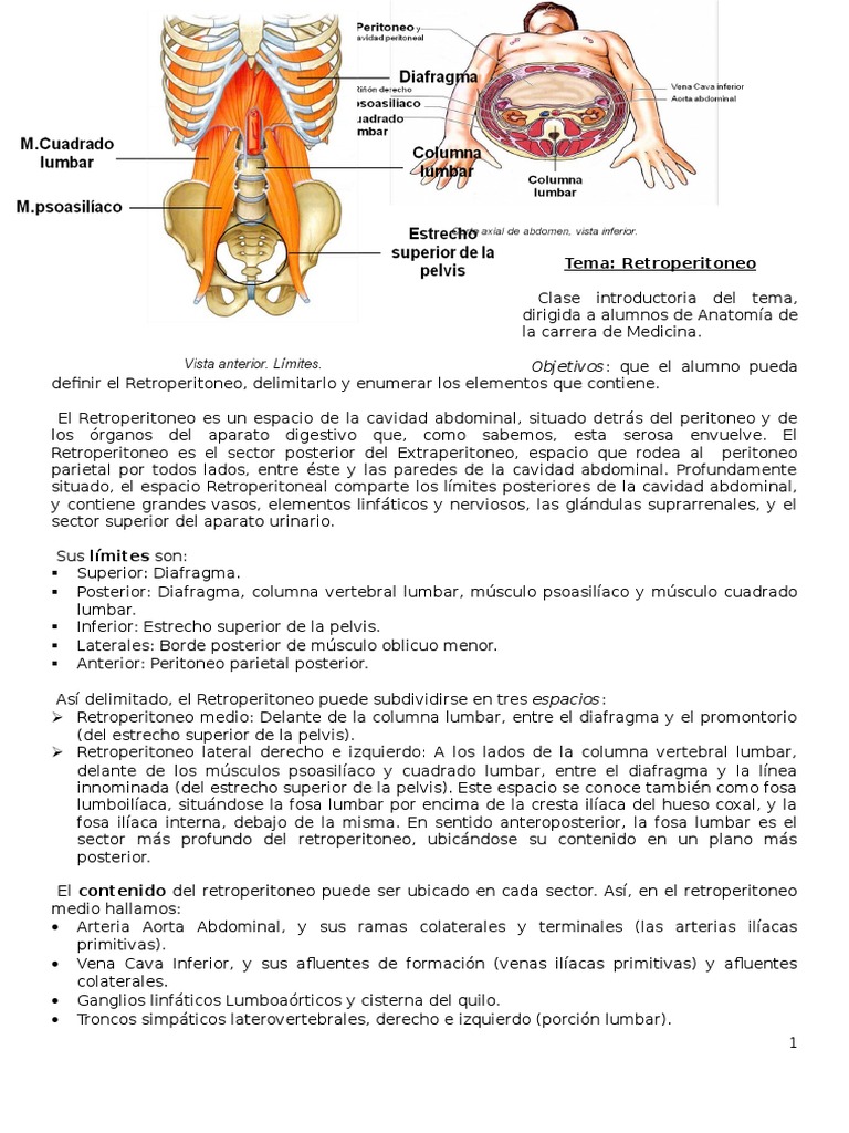 Anatomía del Retroperitoneo: Estructuras y Espacios | PDF | Abdomen | Riñón
