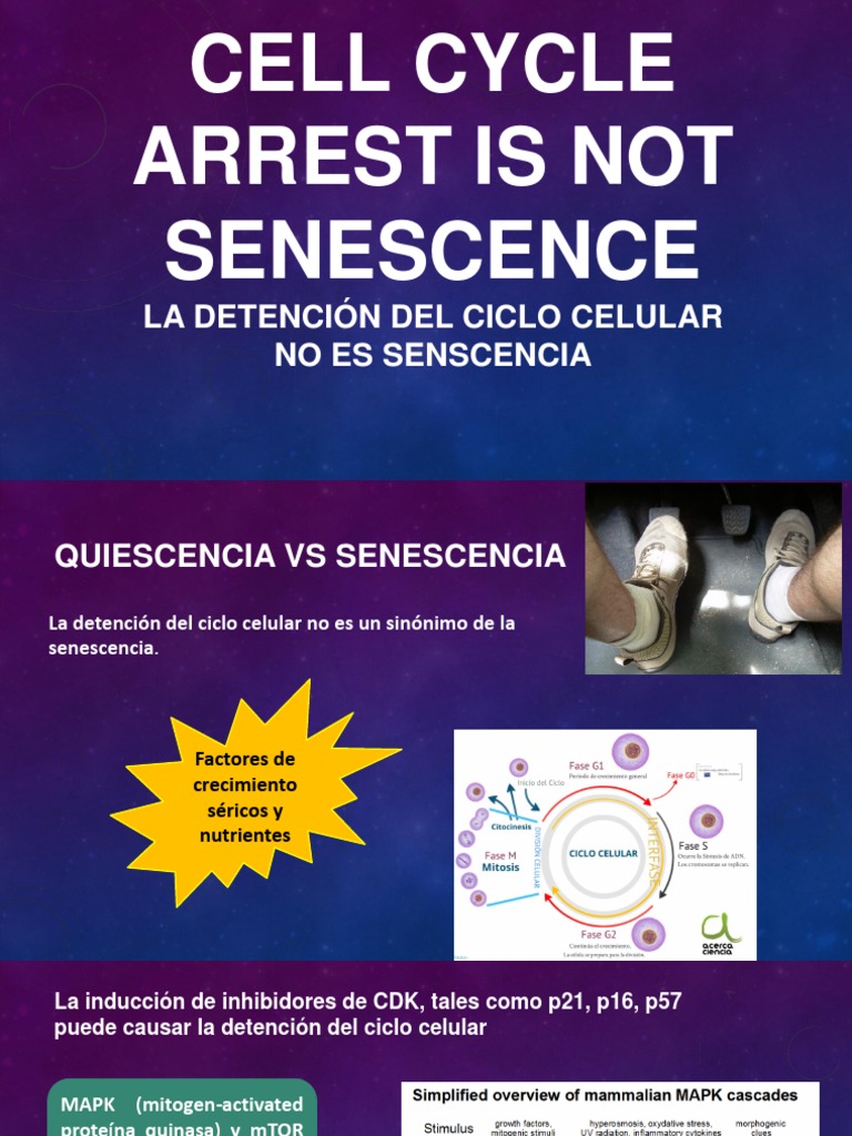 Cell Cycle Arrest Is Not Senescence | PDF | Ciclo celular | Senectud