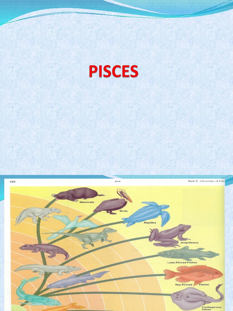 Superclass Pisces | PDF