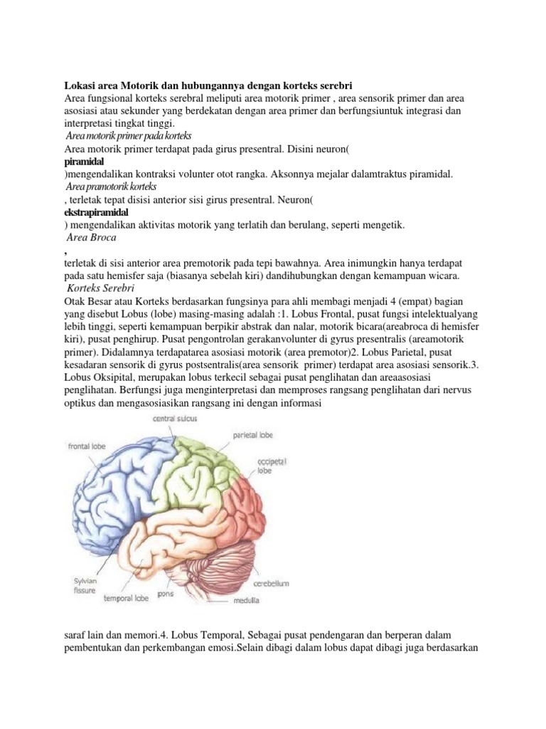 Lokasi Area Motorik Dan Hubungannya Dengan Korteks Serebri | PDF ...