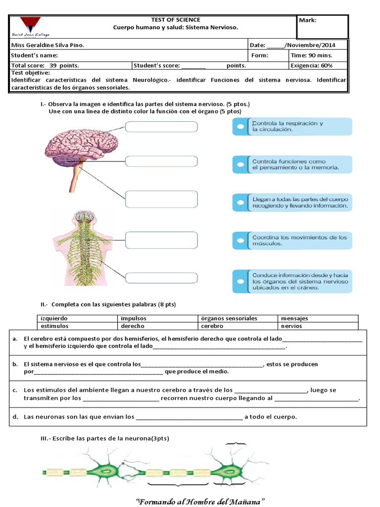 Prueba Sistema Nervioso | PDF Prueba Sistema Nervioso | PDF