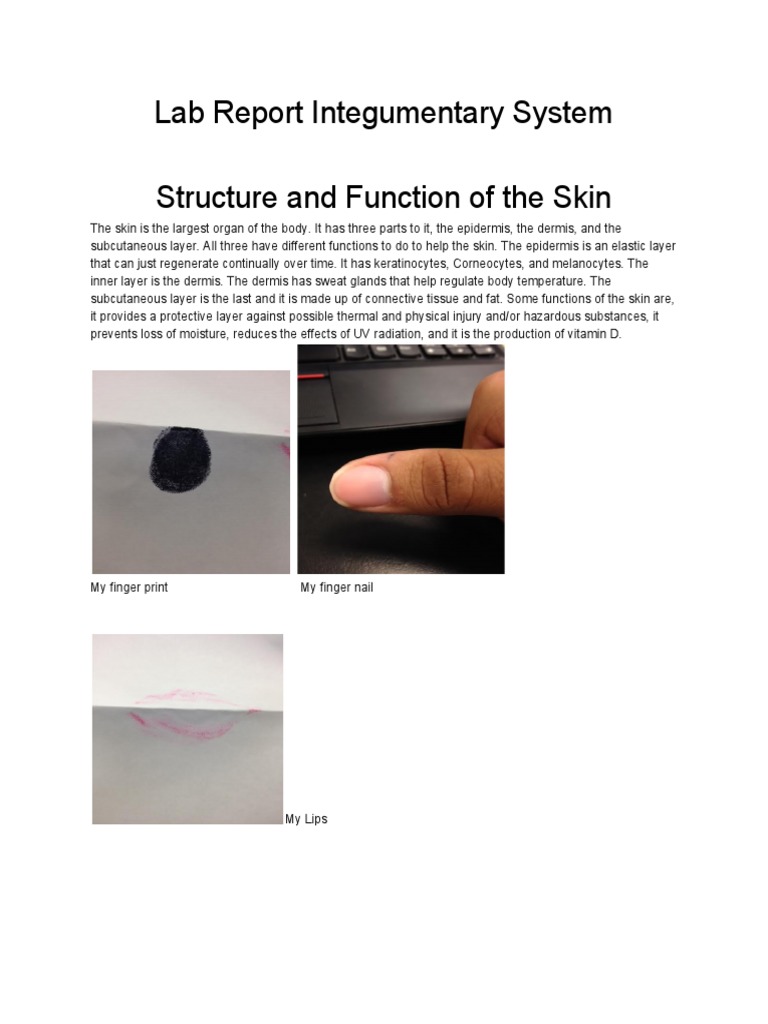 Integumentary System Lab Report | PDF | Science & Mathematics