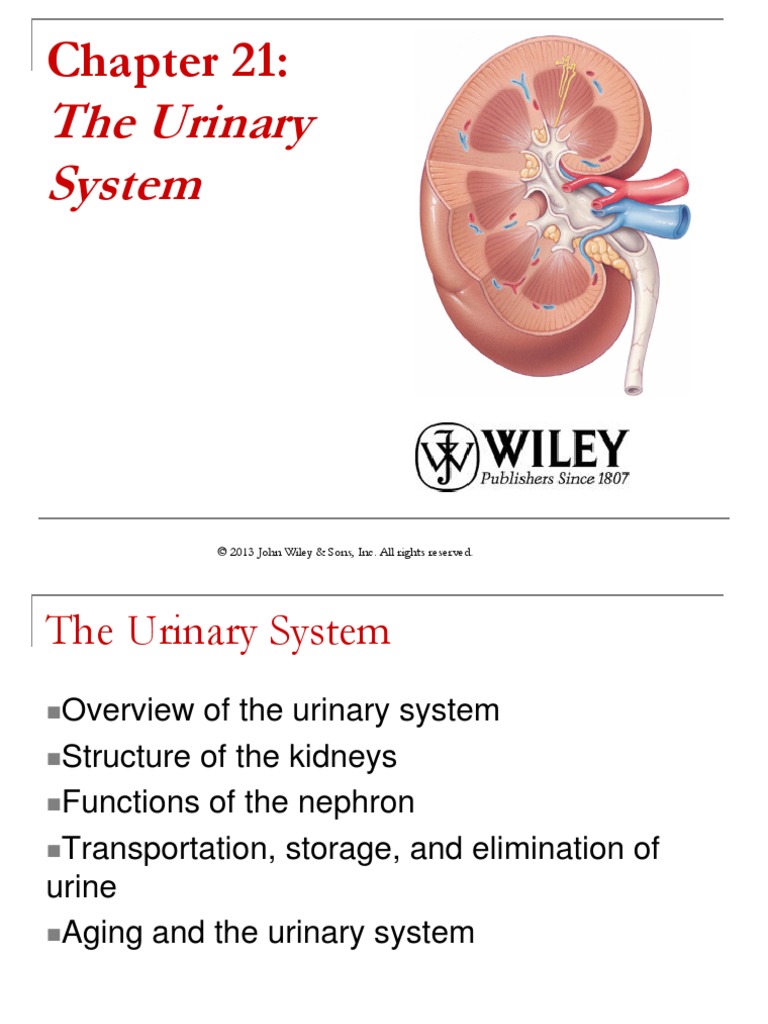 Anatomy and Physiology | PDF | Urinary System | Kidney