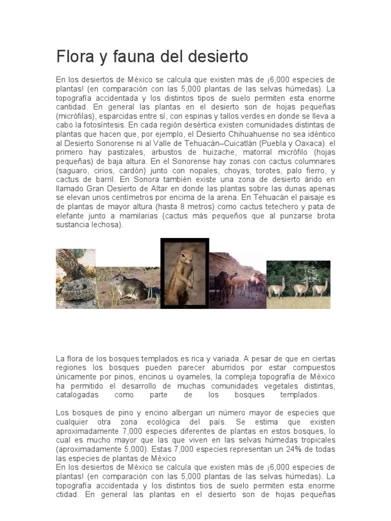 Flora y Fauna Del Desierto | Desierto | Bosque pluvial