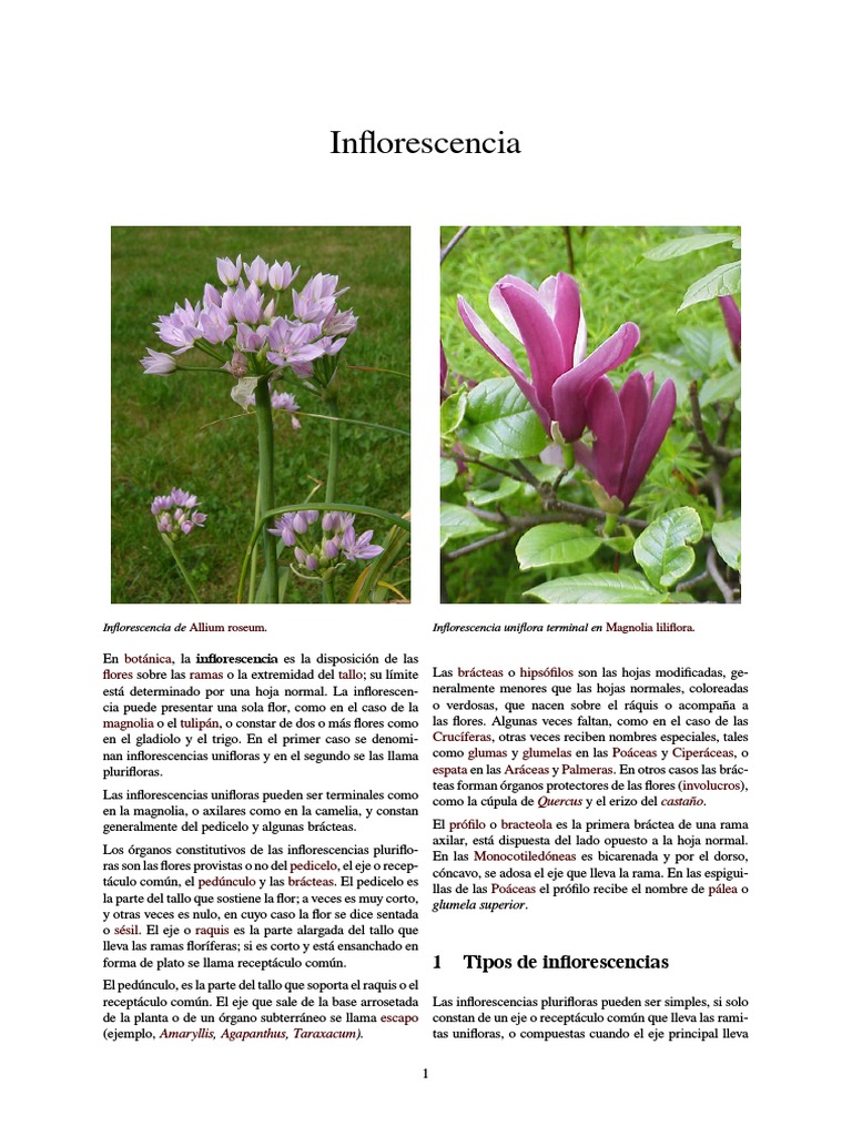 Inflorescencia.pdf | Plantas de jardín | Etnobotánica