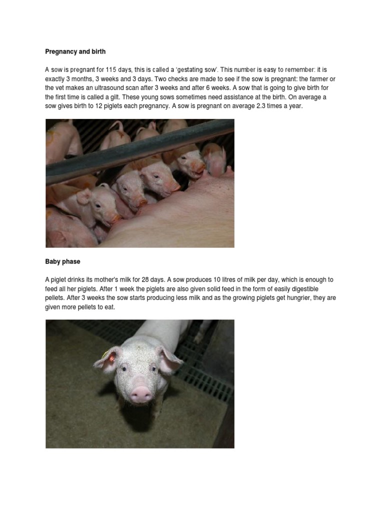 Pig Stages Growth | PDF | Pig | Domestic Pig
