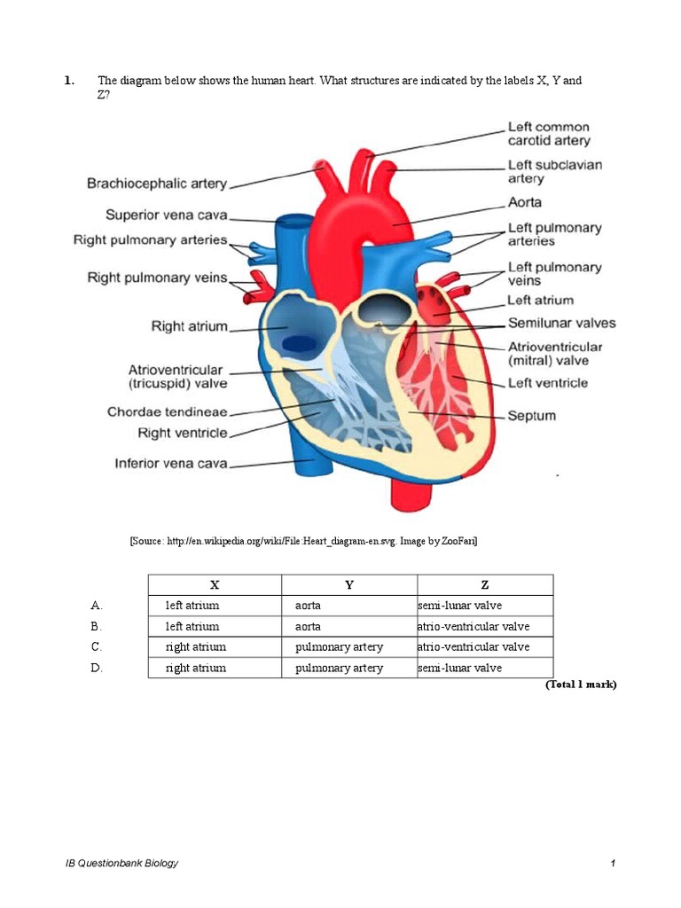 Human Heart Structure Identification Quiz | PDF