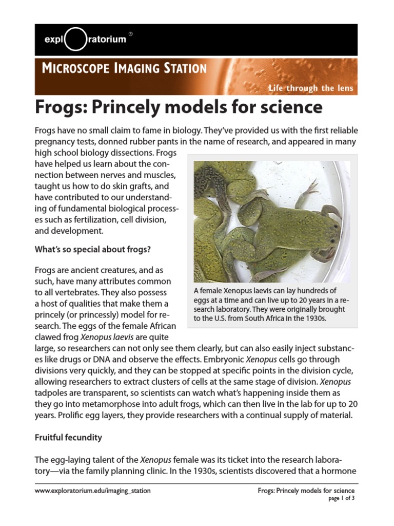 Frogs: Princely Models For Science: What's So Special About Frogs ...