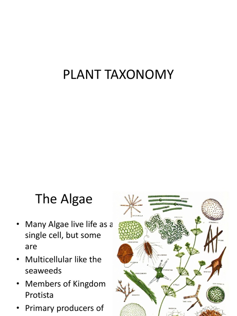 PLANT TAXONOMY.ppt | Algae | Plants