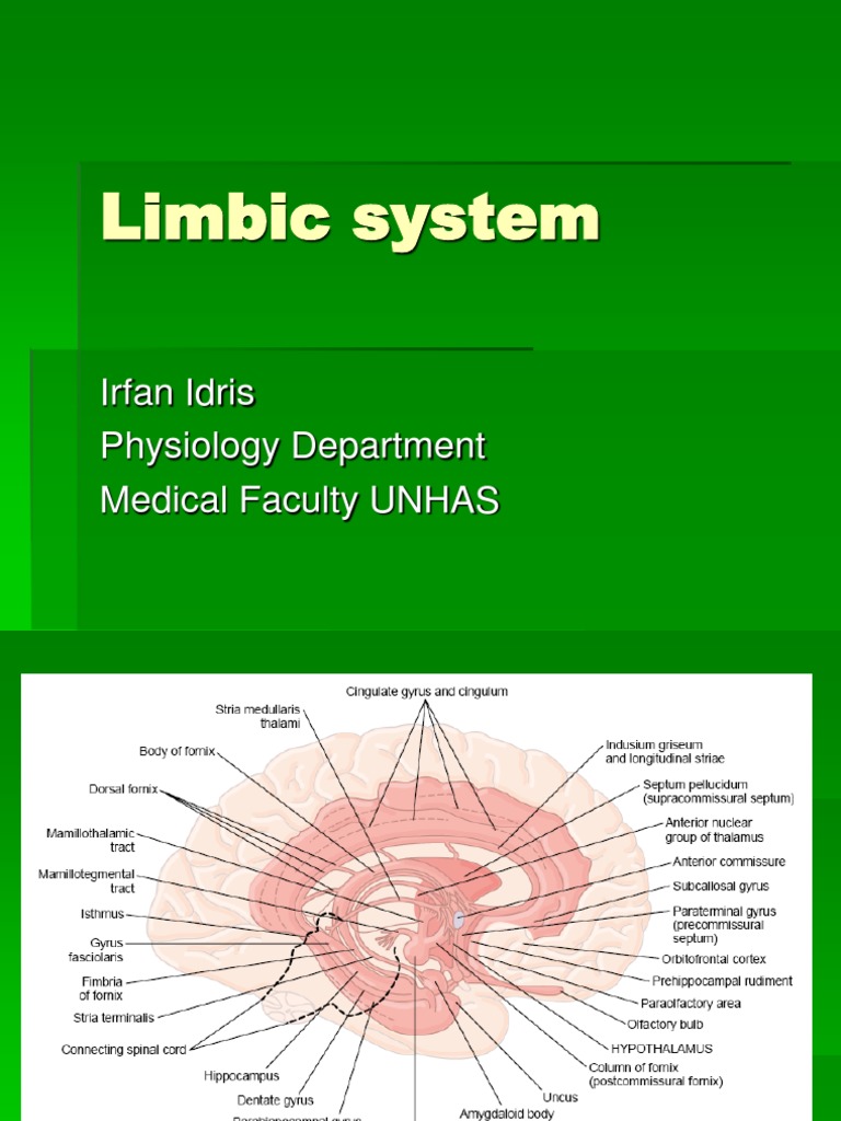 Limbic System | PDF | Hypothalamus | Hippocampus